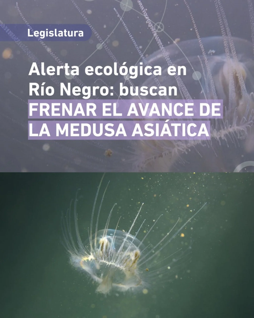Proponen reforzar controles por aparición de medusa exótica en lagos ...